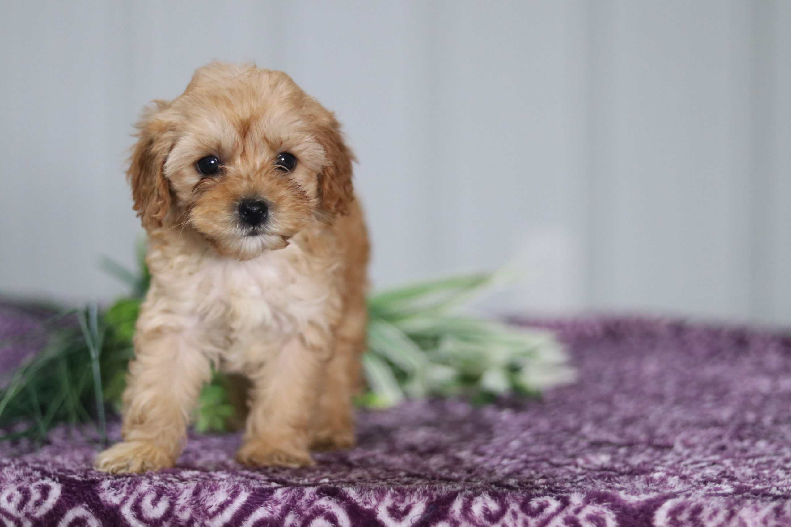 Tiffany - Beige Female Puppy | Echo Ridge Puppies